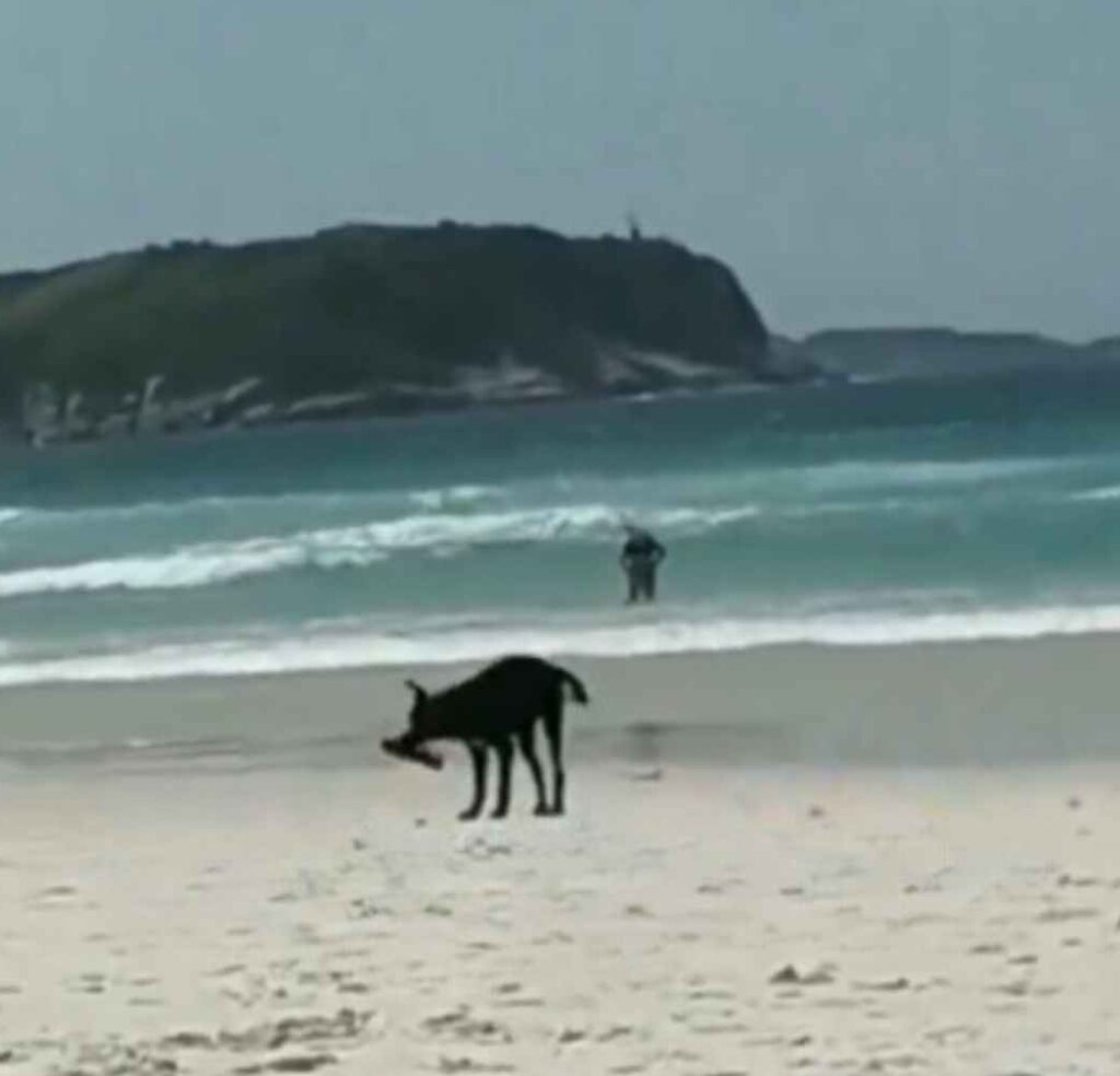 Doguinho toca o terror na praia (ver vídeo) - Portal Único