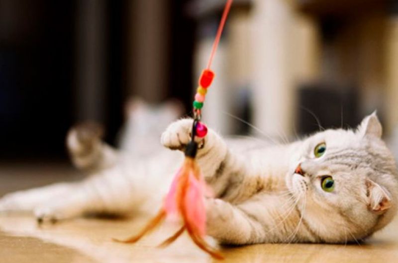 Gatos são independentes mas adoram brincar - Portal Único