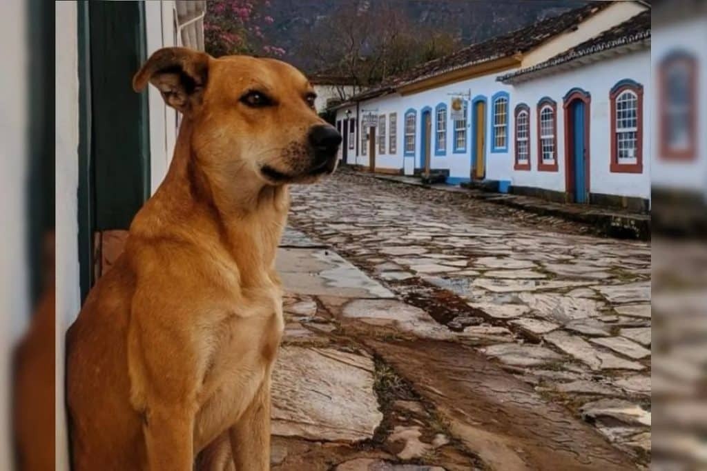 Cães e gatos vira-latas são favoritos no Brasil - Portal Único