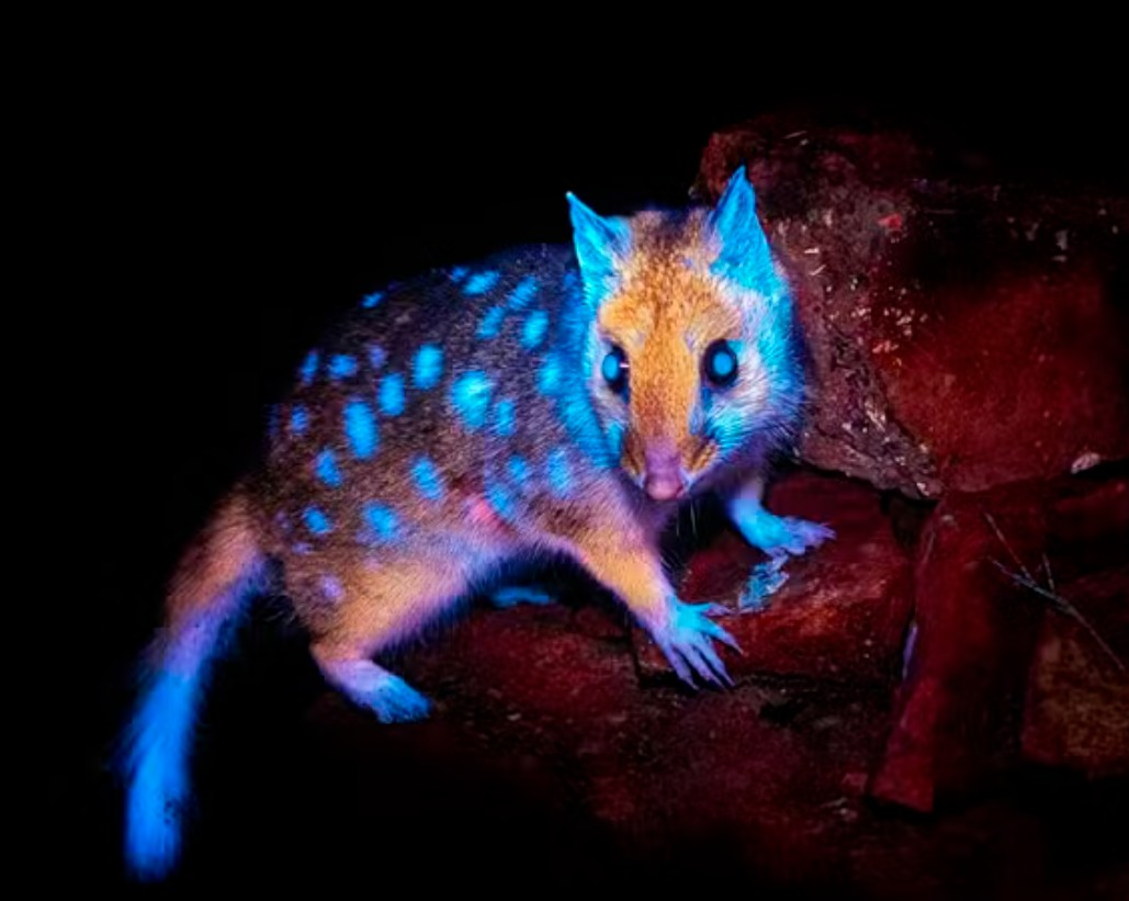 Marsupial que brilha no escuro é flagrado pela 1ª vez - Portal Único
